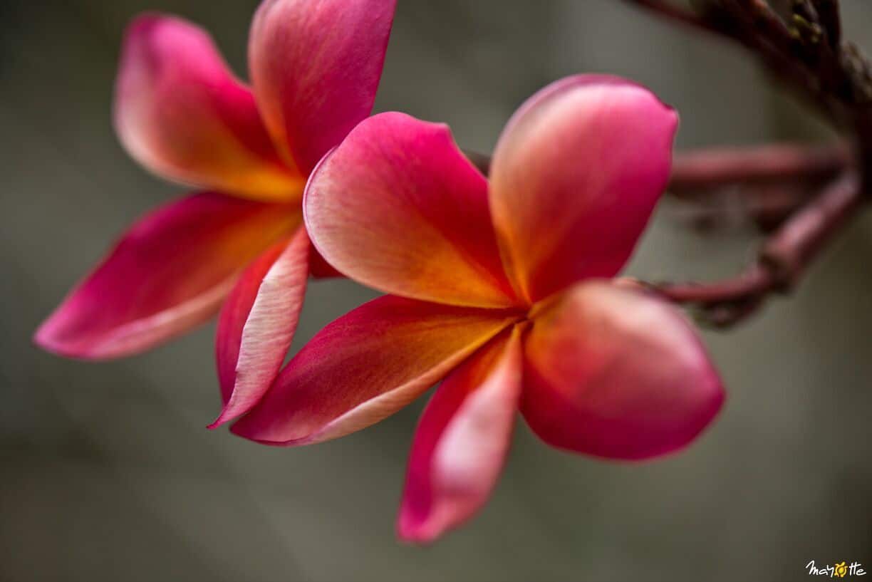 Faune et flore - Office de Tourisme de Petite-Terre